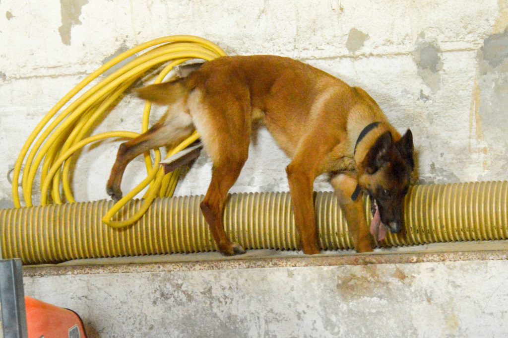 CNICG : Le chien au cœur de toutes les missions - Opérationnels SLDS